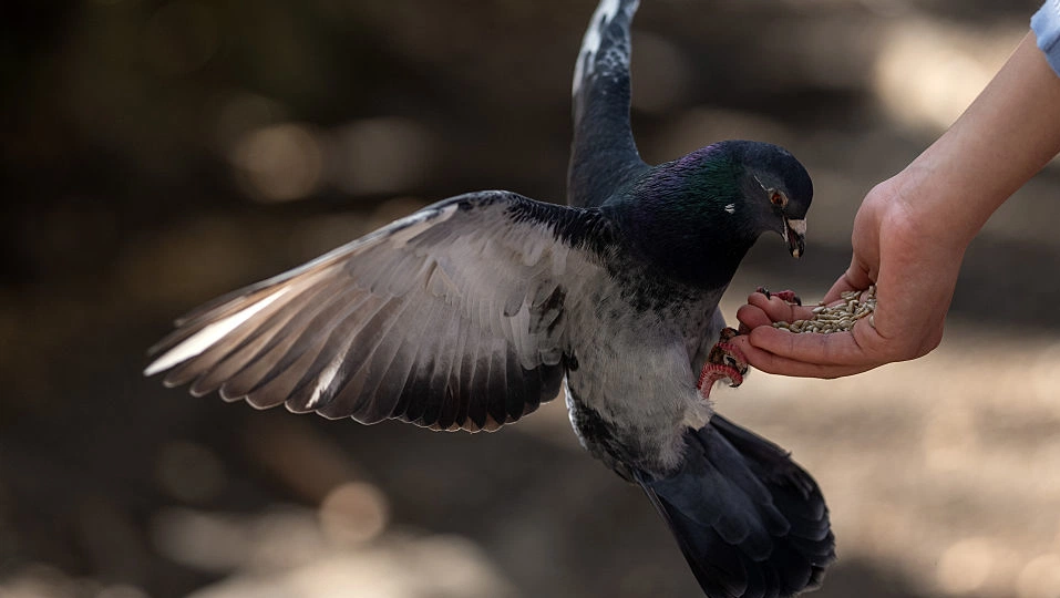 5 inspiring pigeon rescue and friendship stories