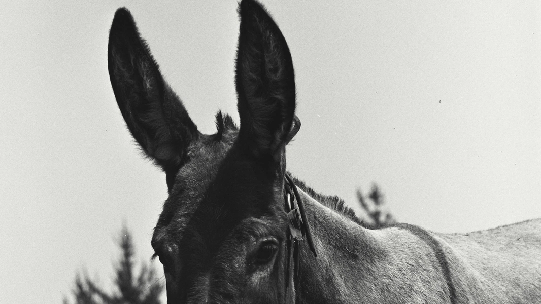 11 fun and creative donkey names