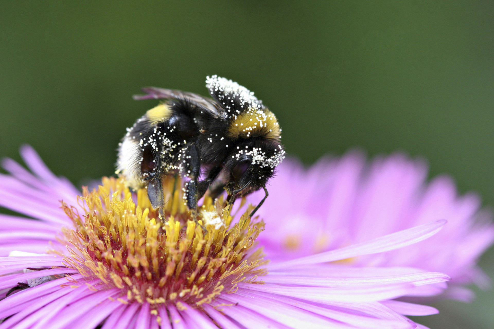 The buzz about bees: why they are vital to our planet