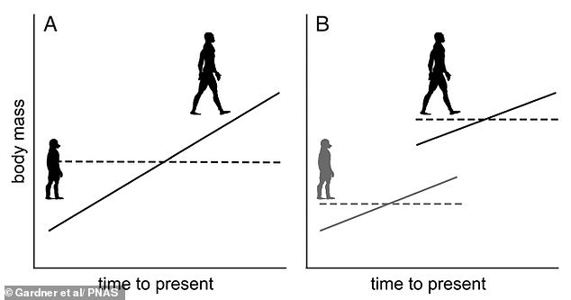 Growth spurt! Humans 'jumped' in size two million years ago, scientists ...