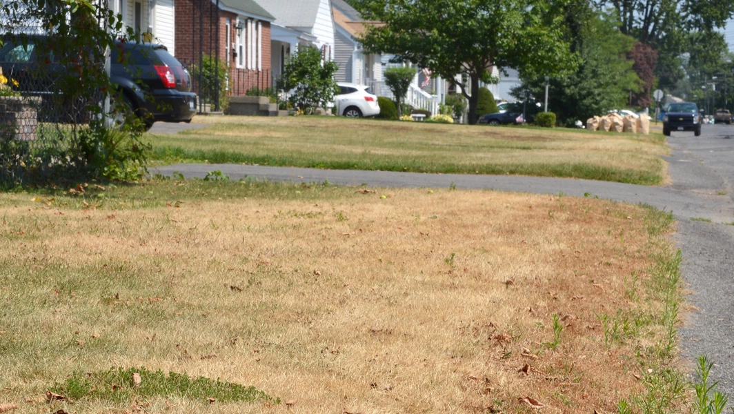 7 unusual lawn problems and creative yard features
