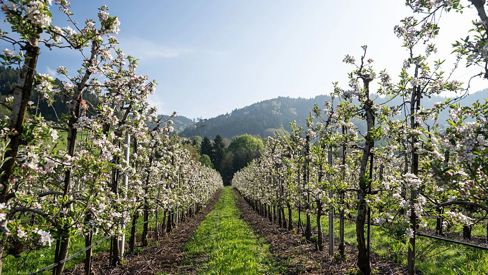 Compact apple tree varieties and growing techniques