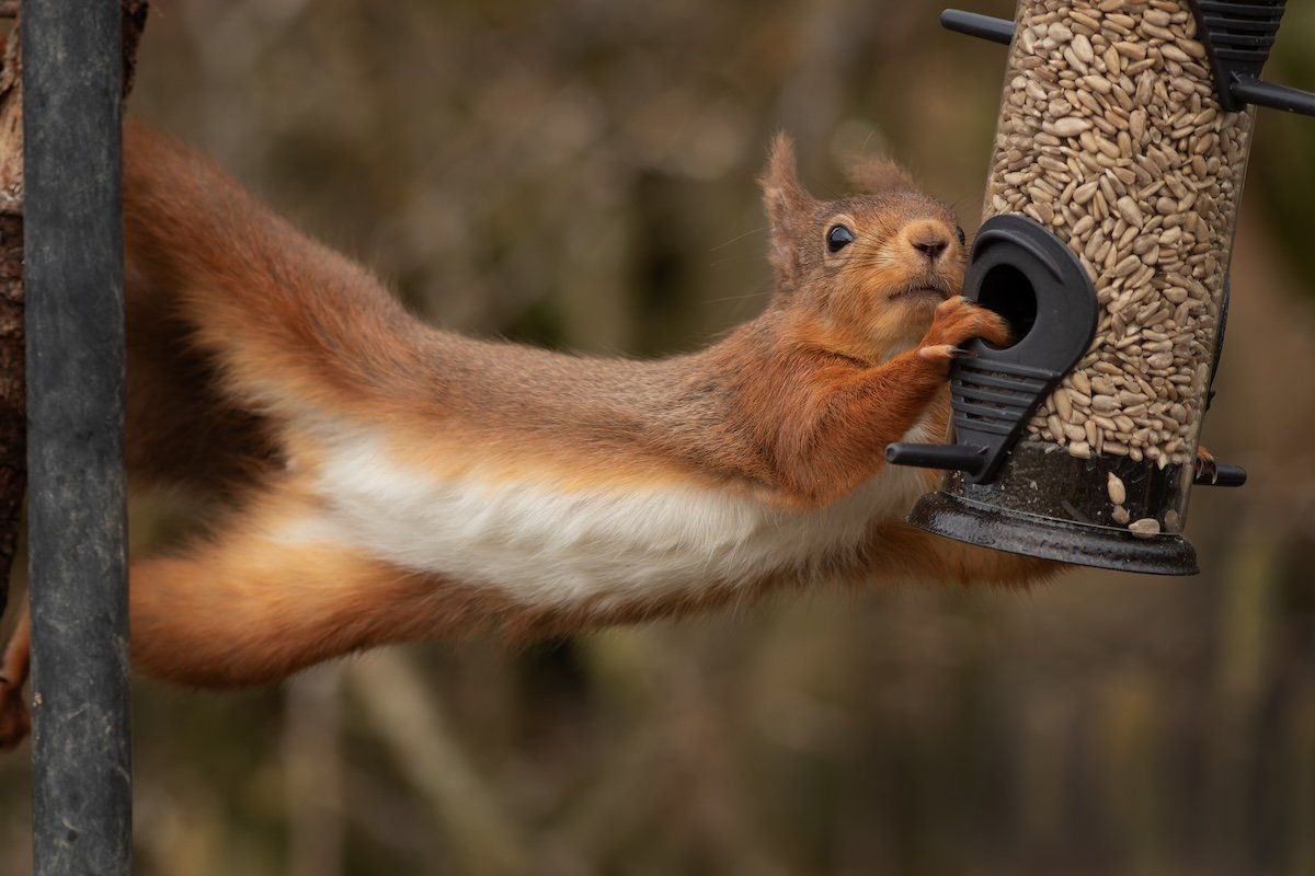 10 tips for keeping squirrels away from your bird feeder
