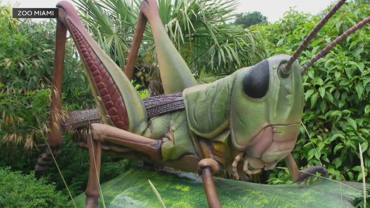 BugTopia arrives at Zoo Miami: Giant insect exhibit opens this weekend