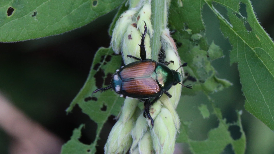 Controlling Japanese beetles with effective strategies