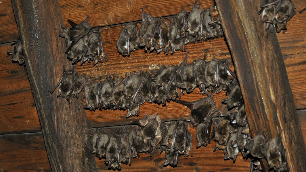 Safe and humane bat removal at home