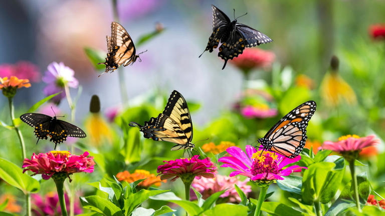 Too many lemons? Use them to attract butterflies and bring color to ...