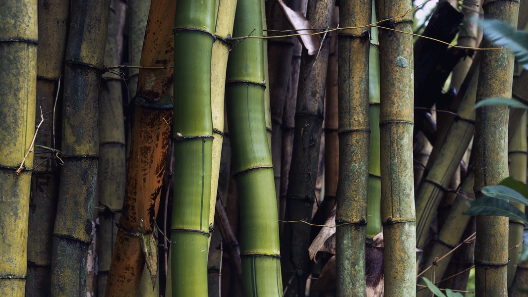 9 bamboo varieties to avoid and safer choices