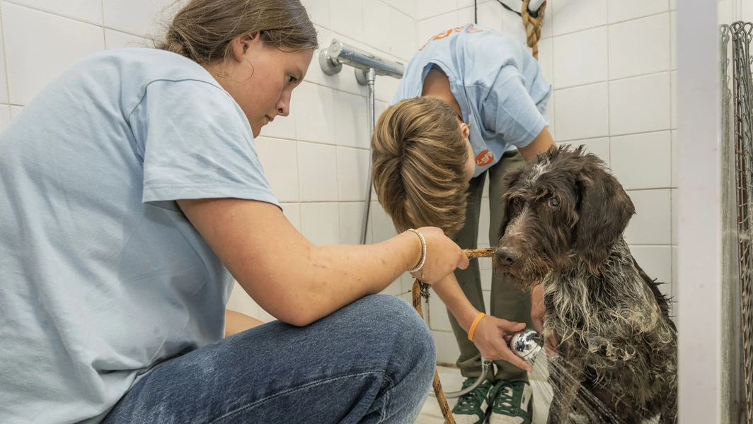 5 remarkable journeys of blind dogs
