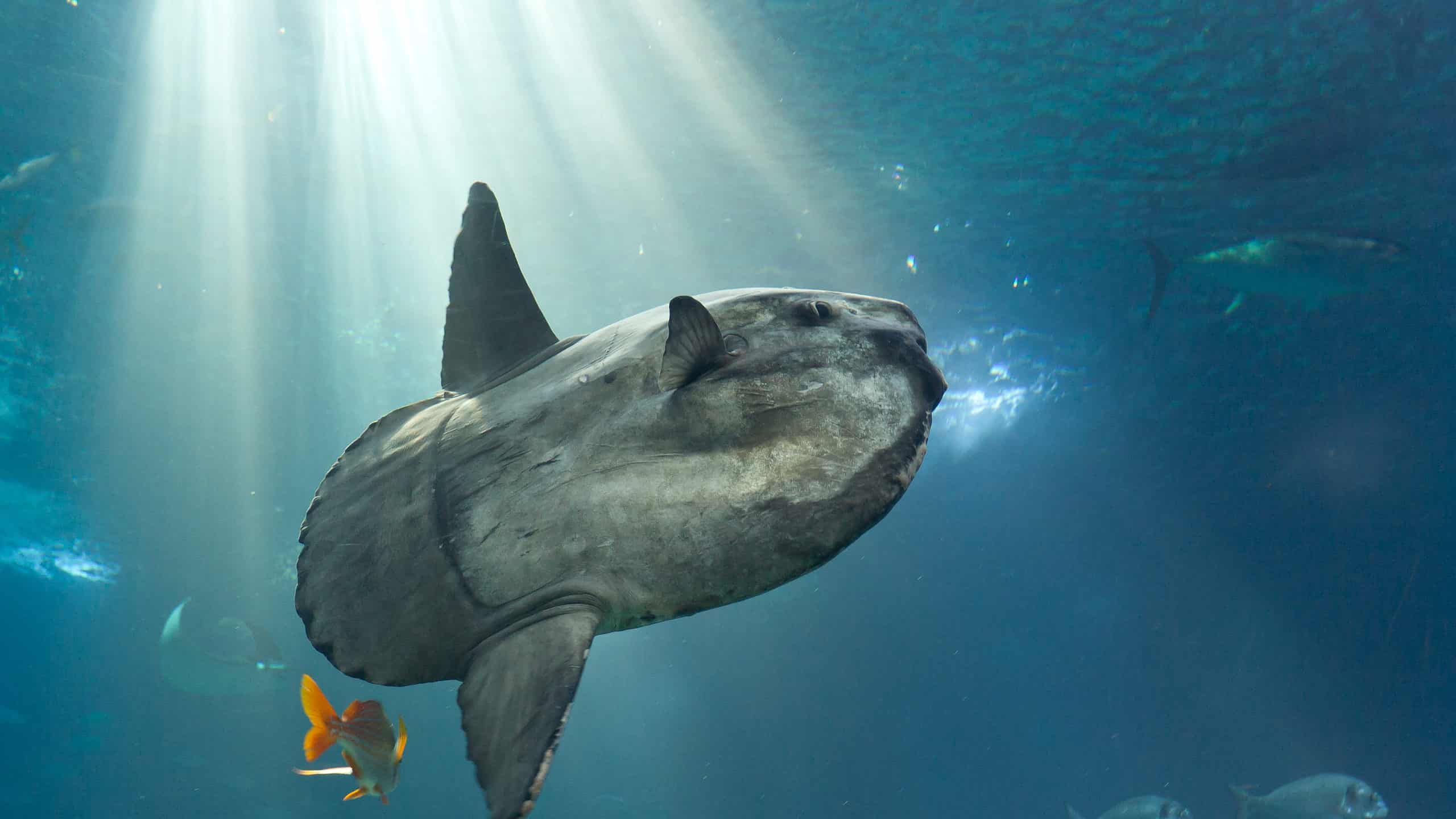 This ancient sea monster was 22 times bigger than a great white shark