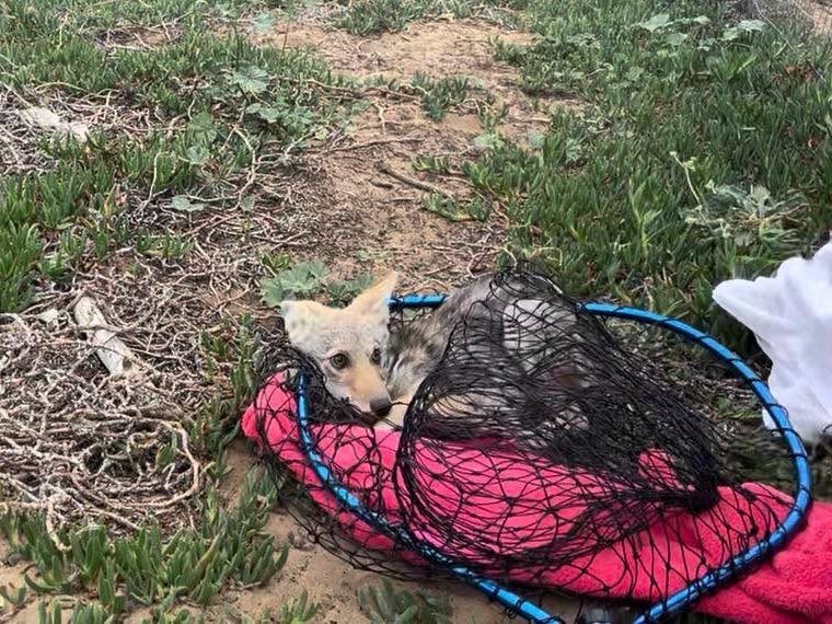 Small coyote trapped inside Bay Area home rescued after several days