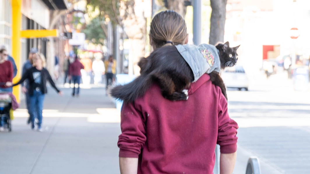 Why cats love perching on human shoulders