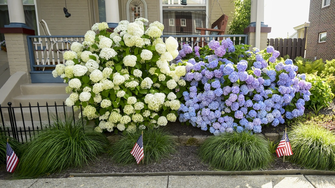 8 stunning white hydrangea varieties