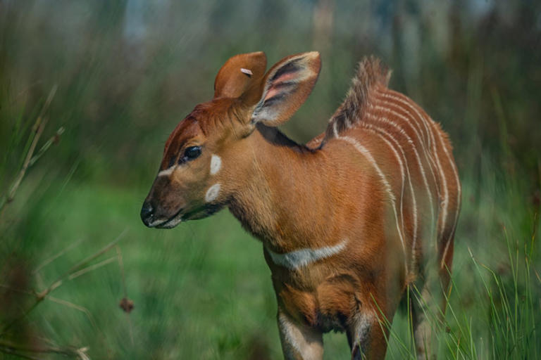 Experts thought this critically endangered species had vanished. Then ...