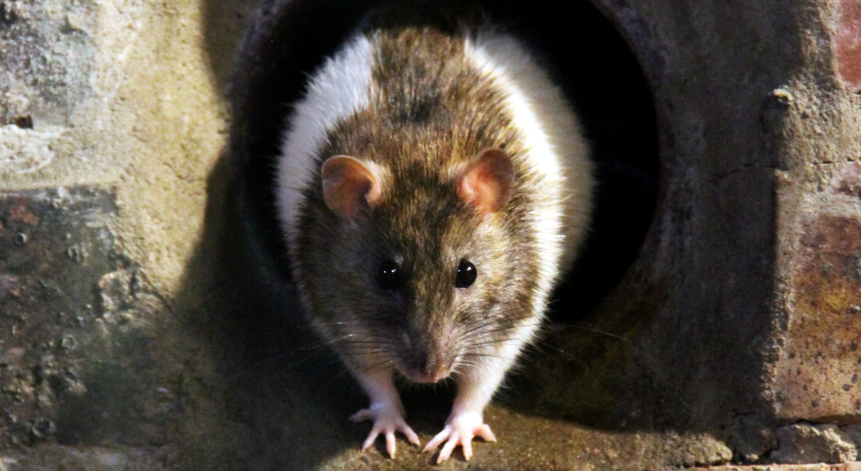 Experts warn rodents nesting in your HVAC unit can spark fires, cause ...