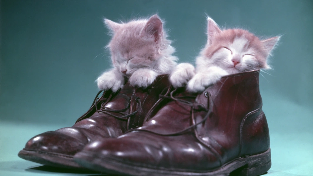 6 cats and shoes stealing the summer spotlight