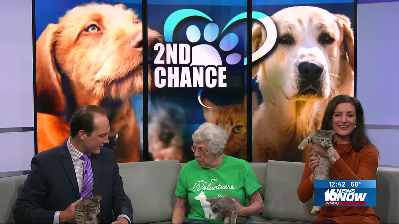 2nd chance pets: Harley, Hadley & Henley