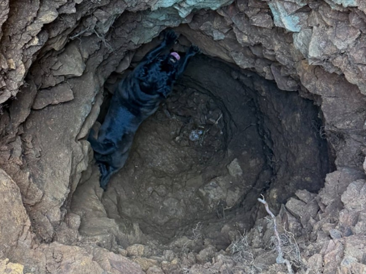 Missing pug rescued from 20-foot construction hole after 3 days