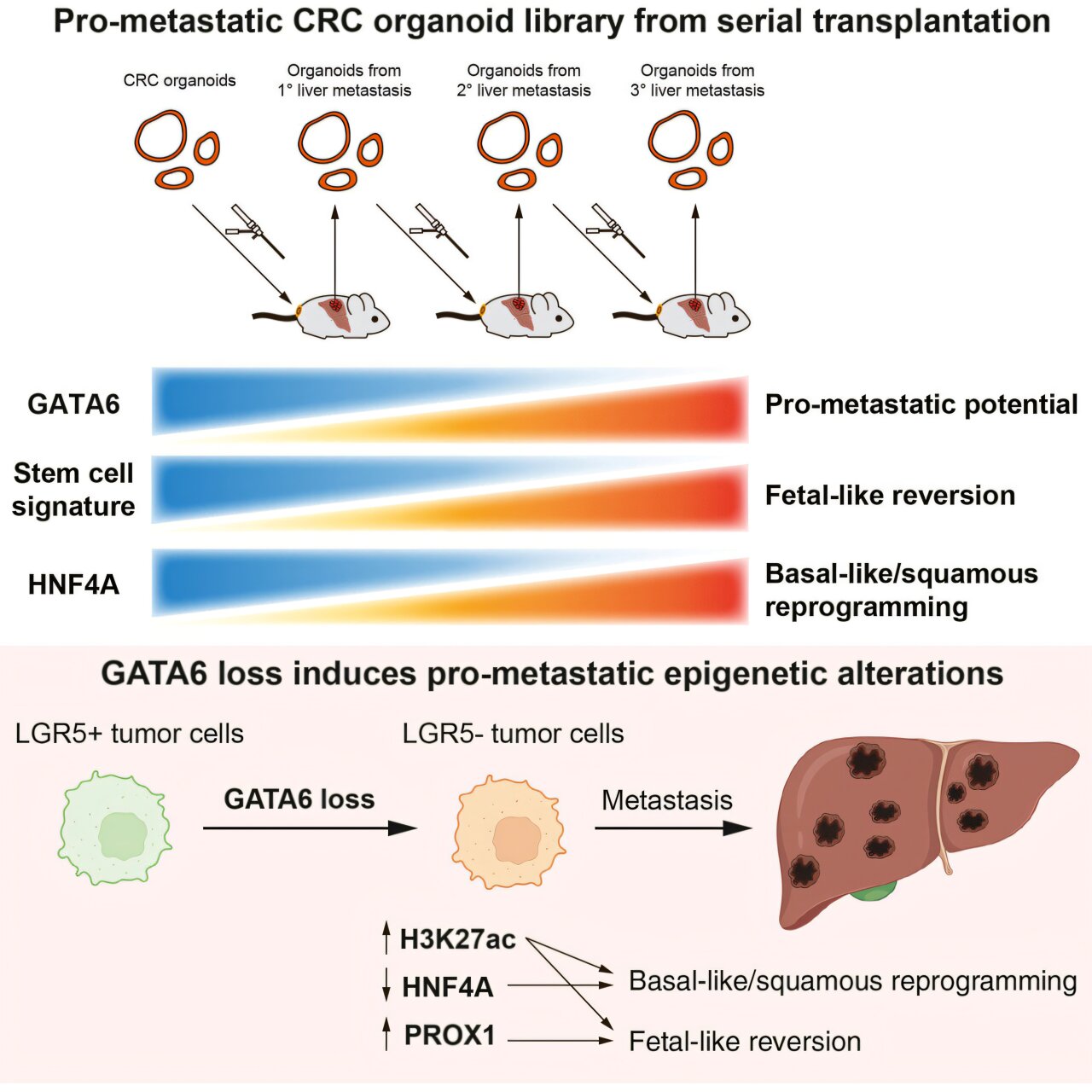 Colon cancer cells may change identity to metastasize