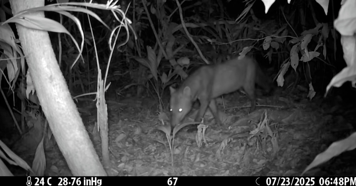 Trail cameras spot rare 'ghost dog' in the Amazon, one of the world's ...