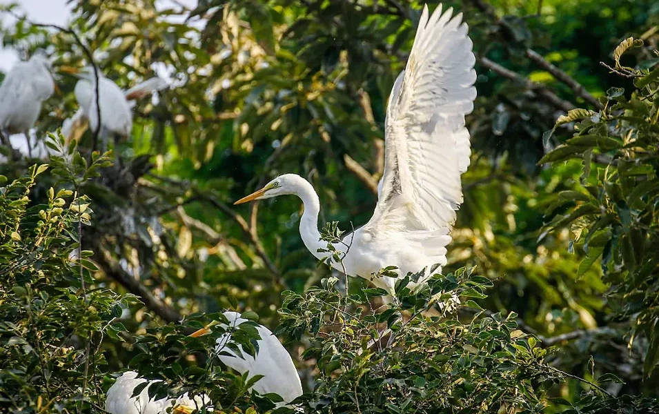 Test your bird knowledge with fun quizzes
