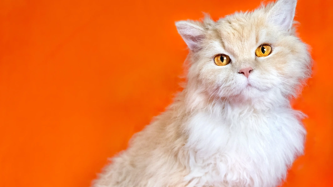 4 curly-haired cats and their distinctive traits