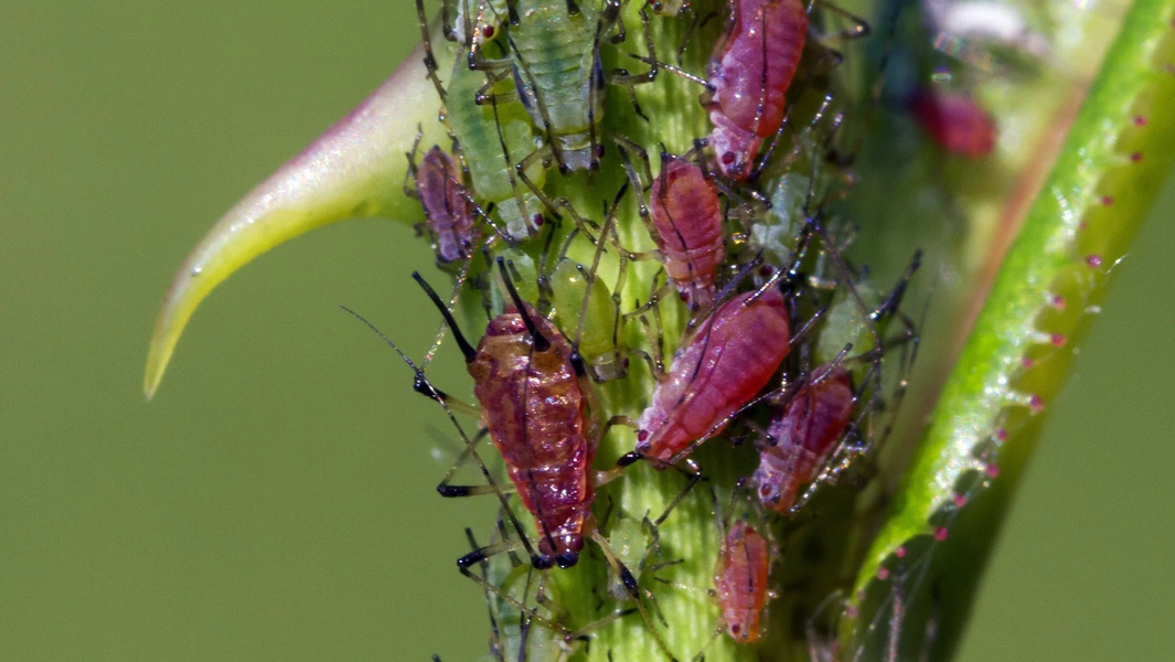 17 natural methods to control aphids