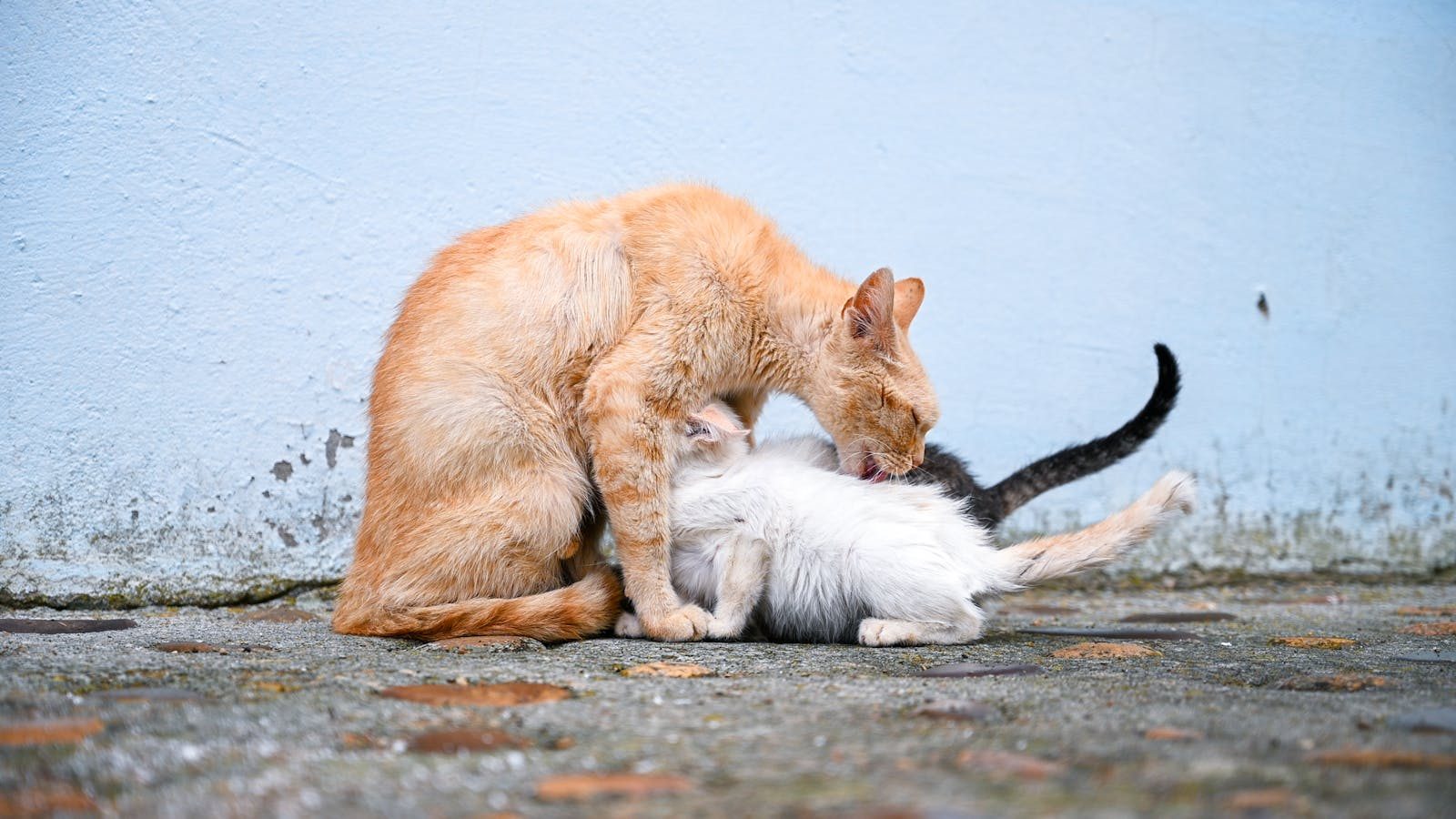 Why a stray mother cat welcomed an orphan into her litter