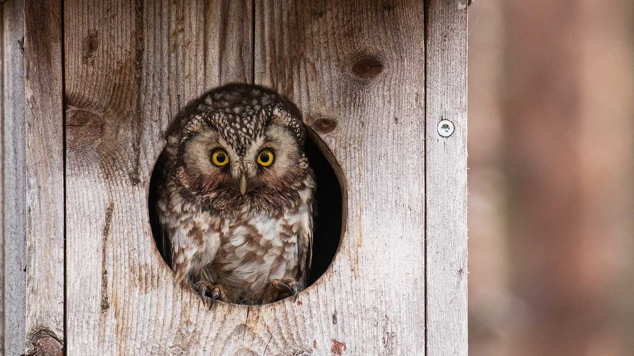 Why homeowners are adding owl houses to their yards – the tick-control ...