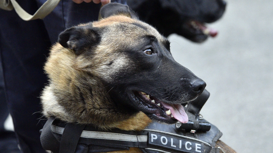 Belgian Malinois Taiga scales 14.1-foot wall in 3 seconds
