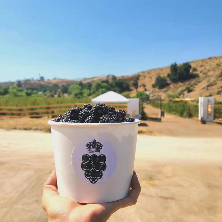 Fresh off the vine: U-pick blackberry farm opens in Temecula