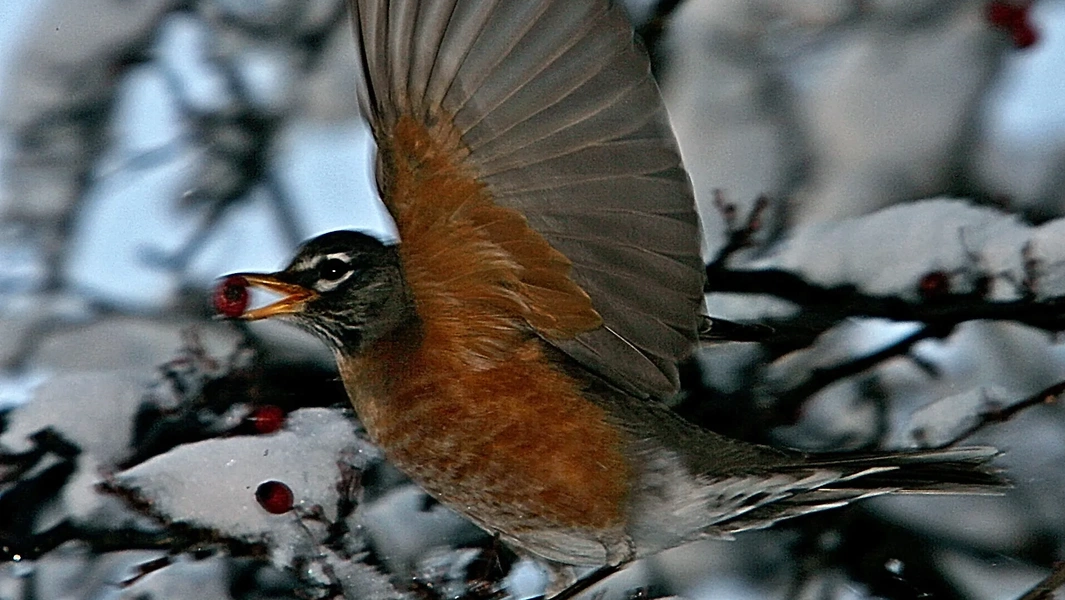 Creating a robin-friendly yard year-round