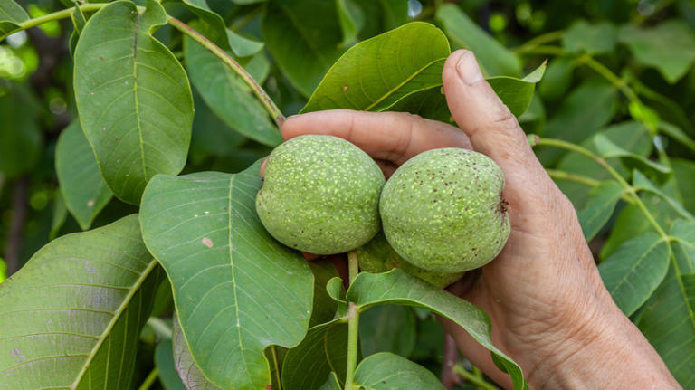 What to do if you find a black walnut tree in your yard