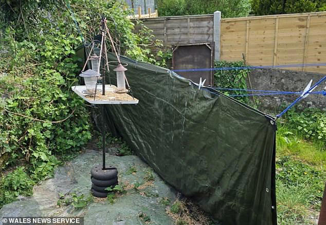 Woman who caused rat infestation by leaving meat and bones as bird food ...
