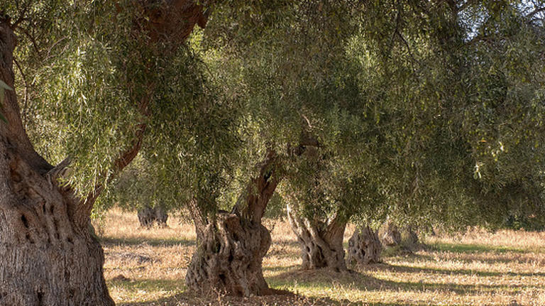 5 fruit trees that will live longer than you in your backyard