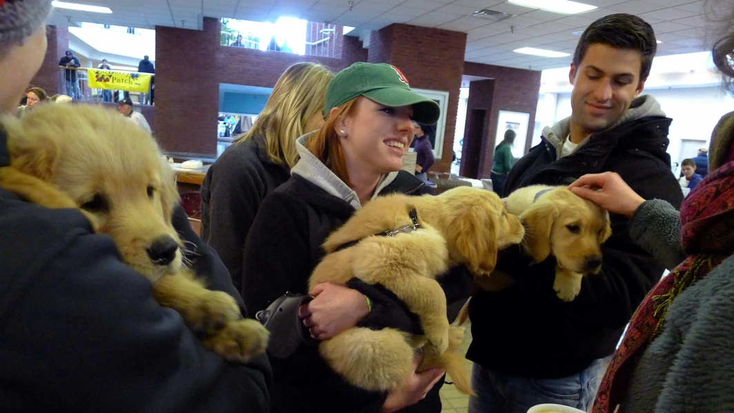 Experts urge early puppy socialization before full vaccination