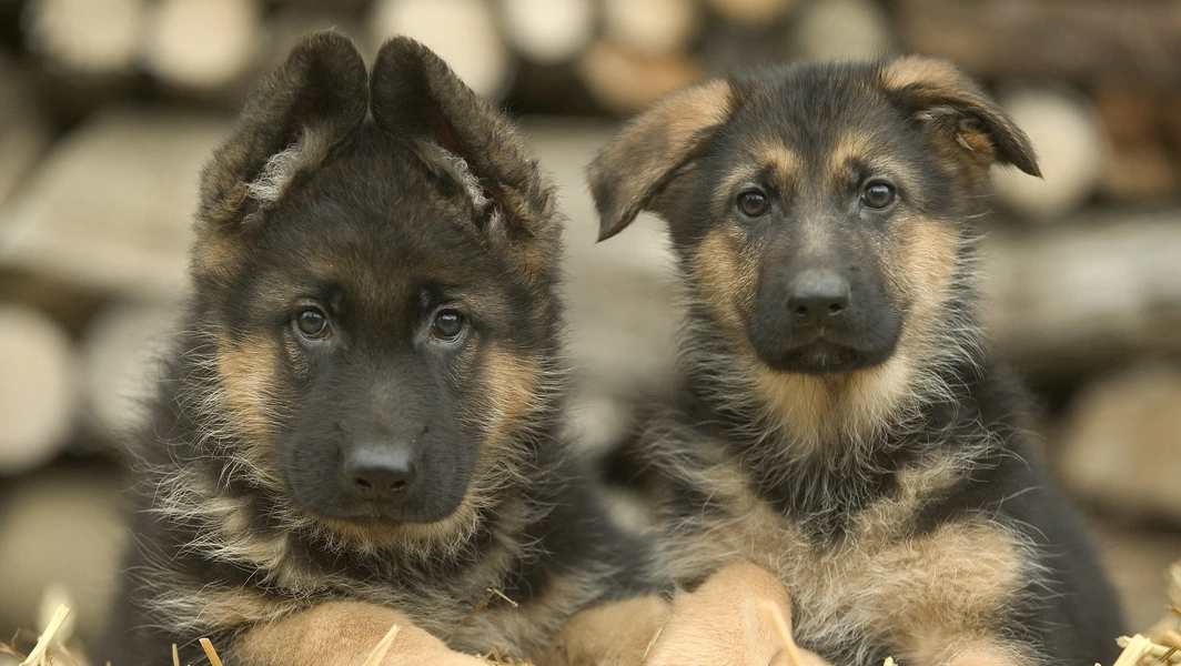Challenges of owning a German shepherd