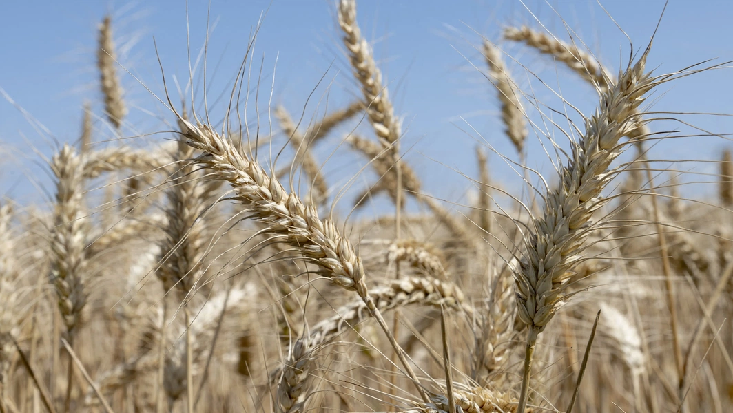 Climate change and disease threaten global food staples