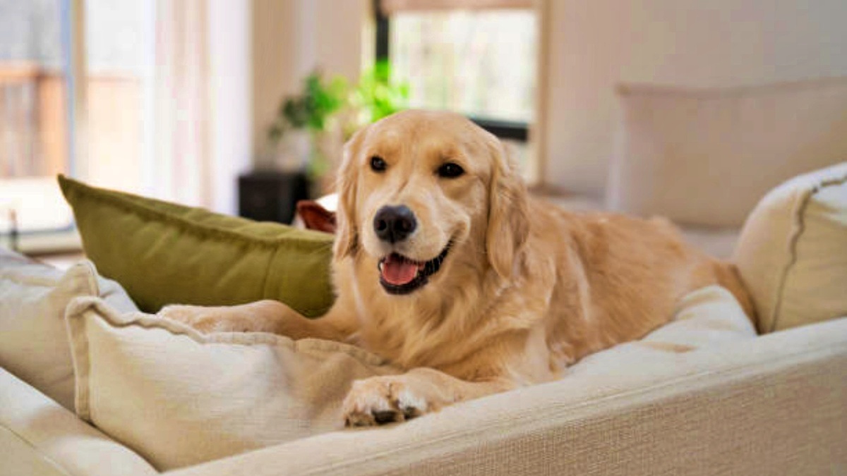 What no one tells you about these dog breeds and their deep attachment ...