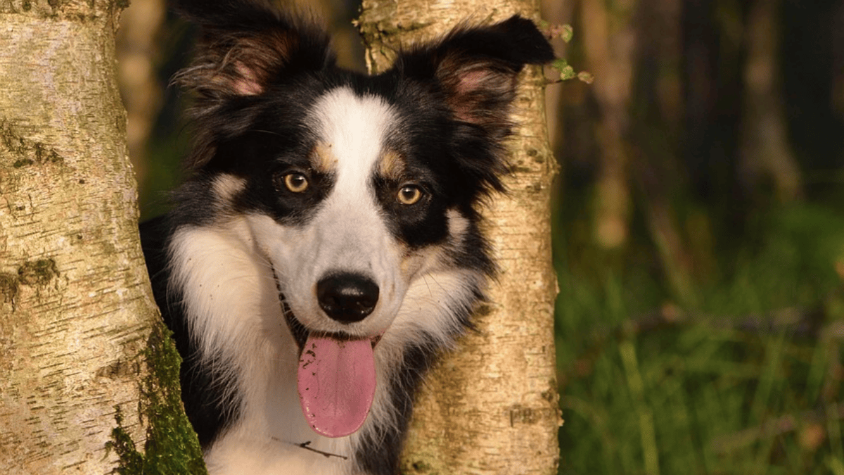 The 15 smartest dogs that appeal to demanding owners