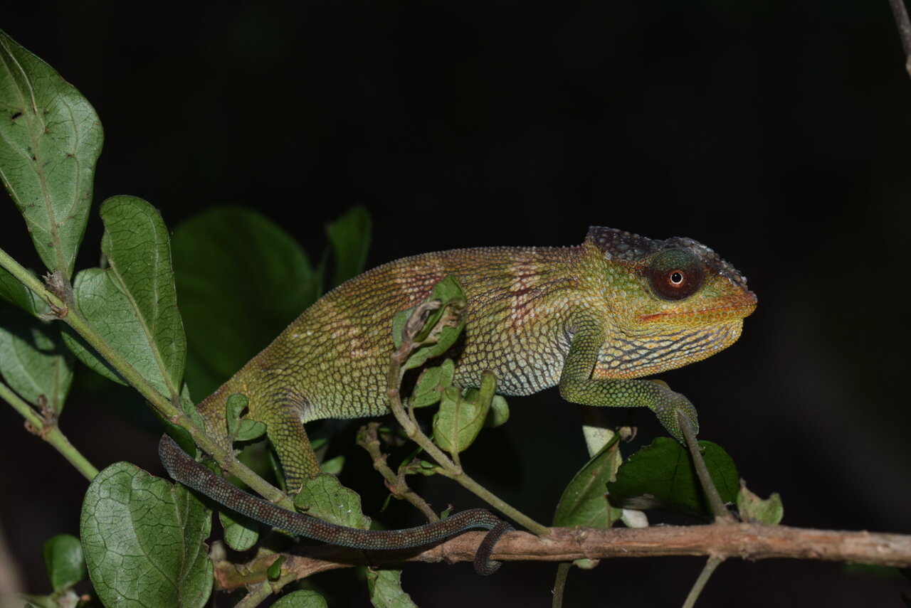 Four new chameleon species found on Mozambique's mountaintop 'sky islands'