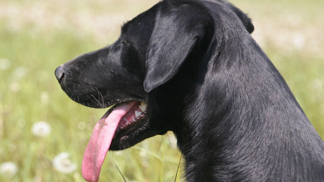 Labrador retrievers as loyal and family-friendly companions