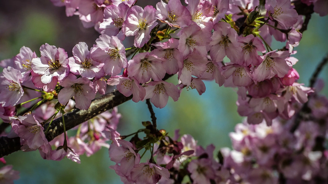 12 flowering trees to enhance your landscape