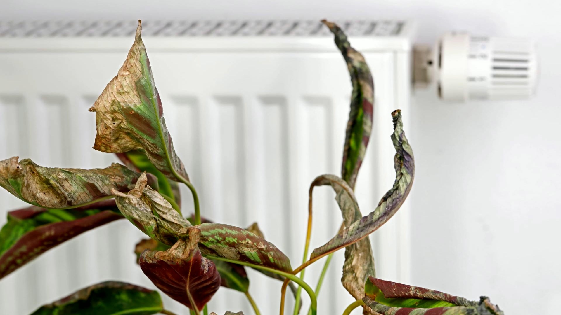 Watch for these warning signs that your houseplants need water