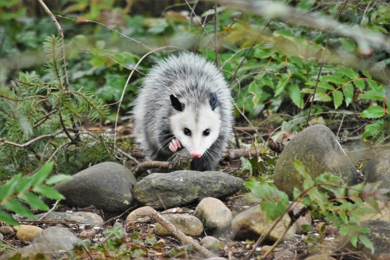 Safe wildlife in Australia: Animals that are harmless to humans
