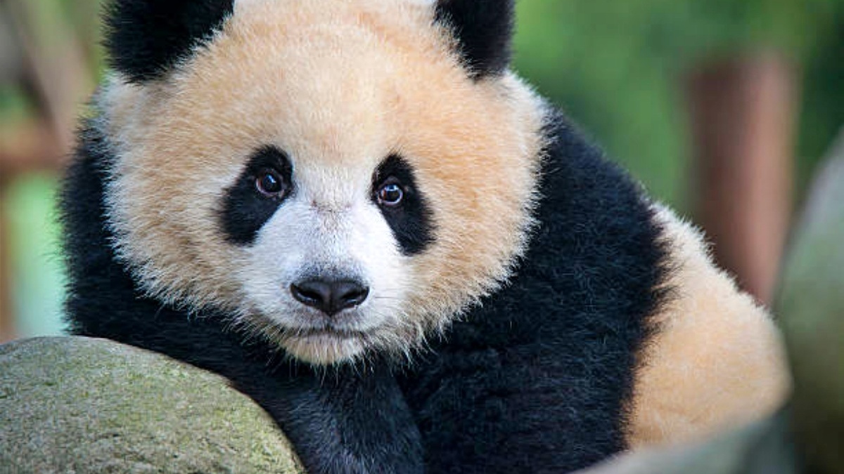 11 science-backed facts about pandas that might surprise you