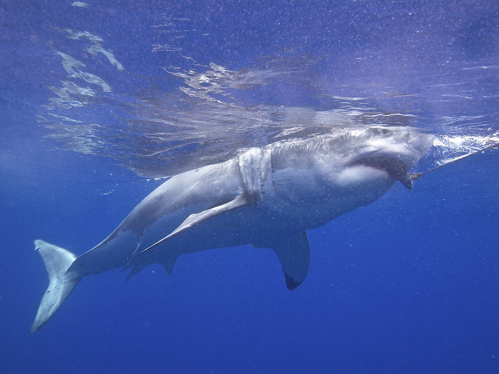 Meet the ocean’s most famous predator