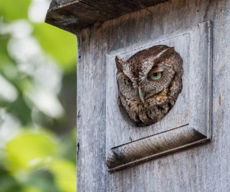 Why homeowners are adding owl houses to their yards – the tick-control ...