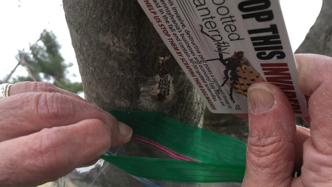 How to spot and remove spotted lanternfly eggs