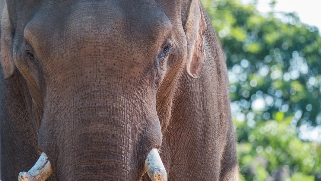 Elephant trunk structure inspires advanced soft robotics